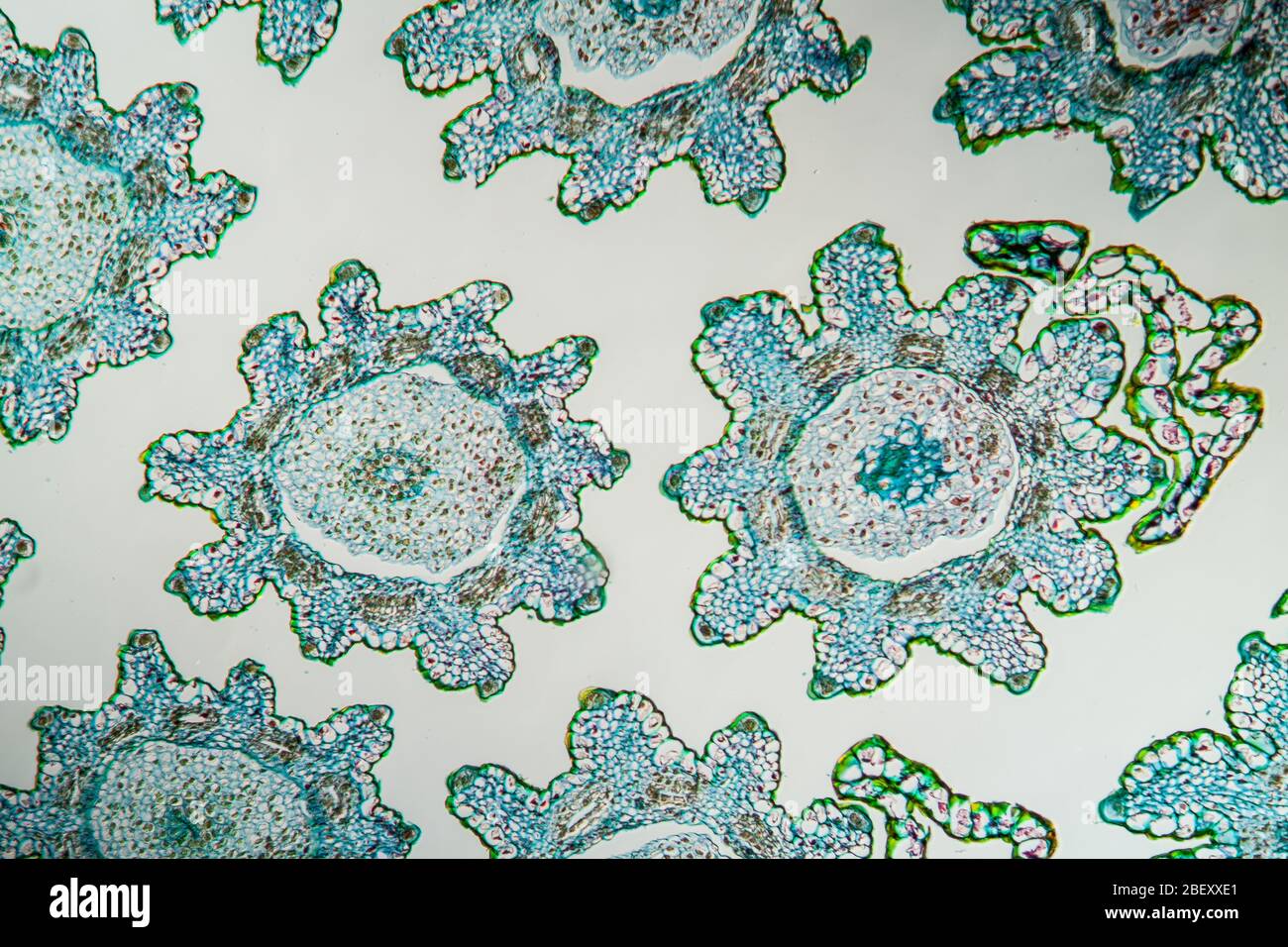 Cross-section of margarite flower, 100x Stock Photo - Alamy