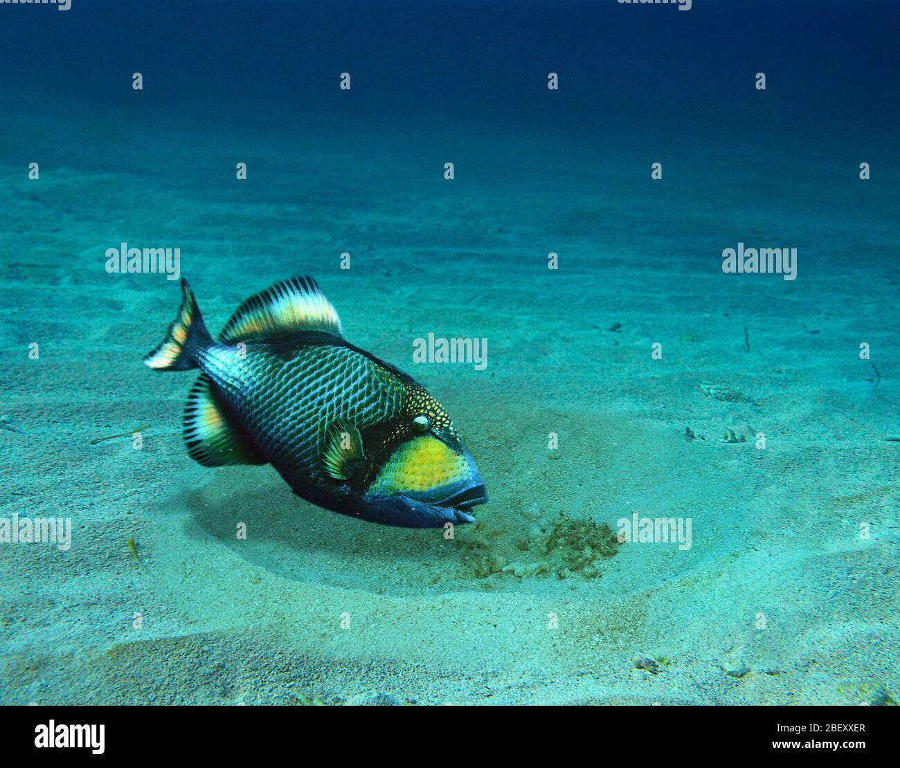 Giant Nest High Resolution Stock Photography and Images - Alamy