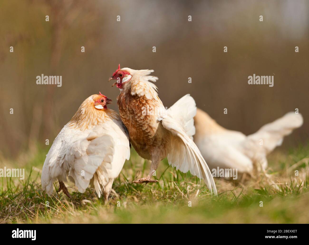 Chicken fight hi-res stock photography and images - Alamy