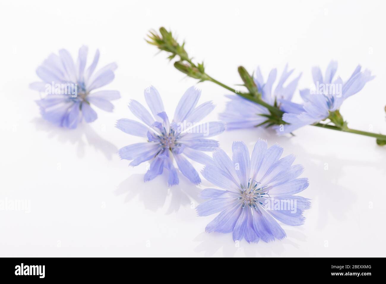 Fresh blue flowering chicory on white background Stock Photo - Alamy