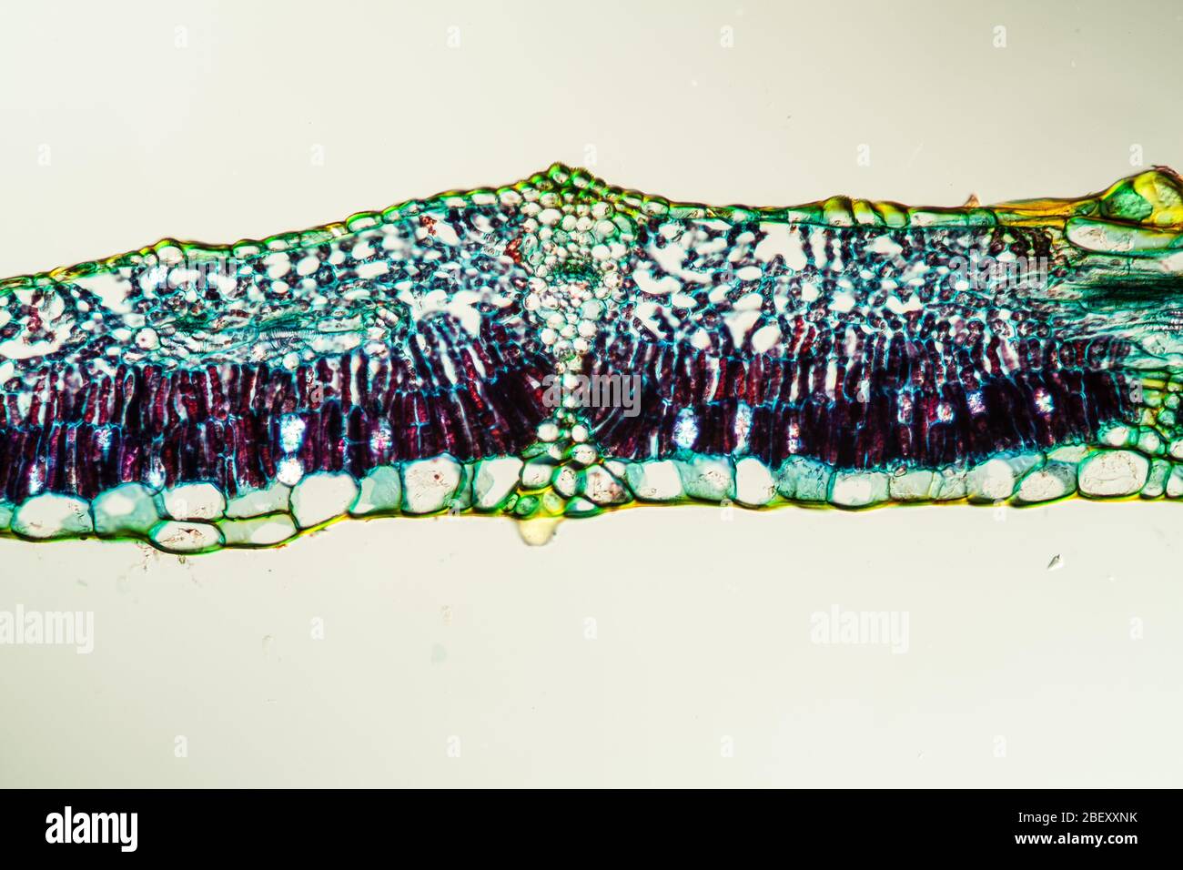 Fig leaf cross section hi-res stock photography and images - Alamy