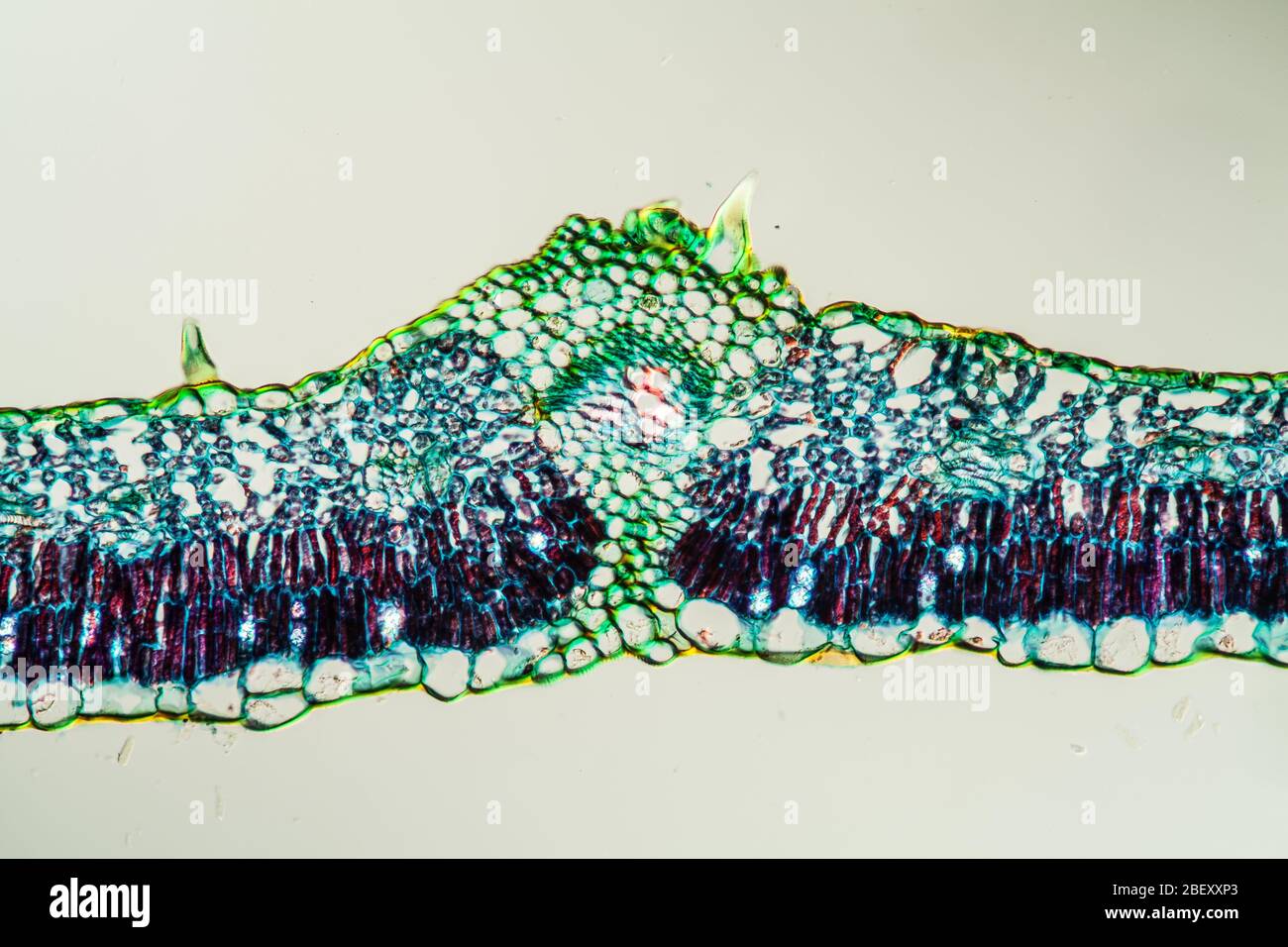 Rose plant cross section hi-res stock photography and images - Alamy