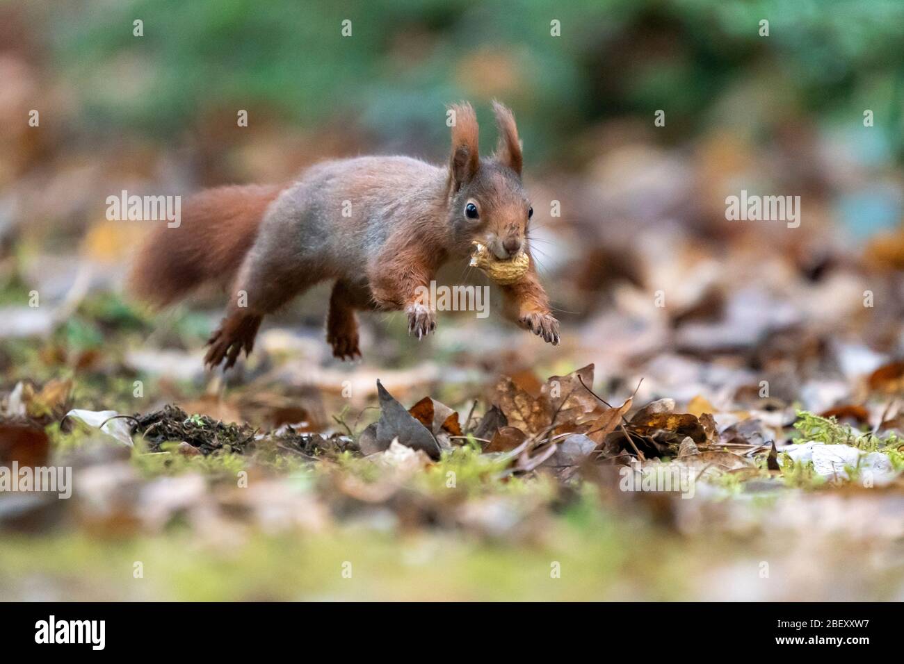 Red Squirrel (Sciurus vulgaris) running on leaf litter, with peanut in ...