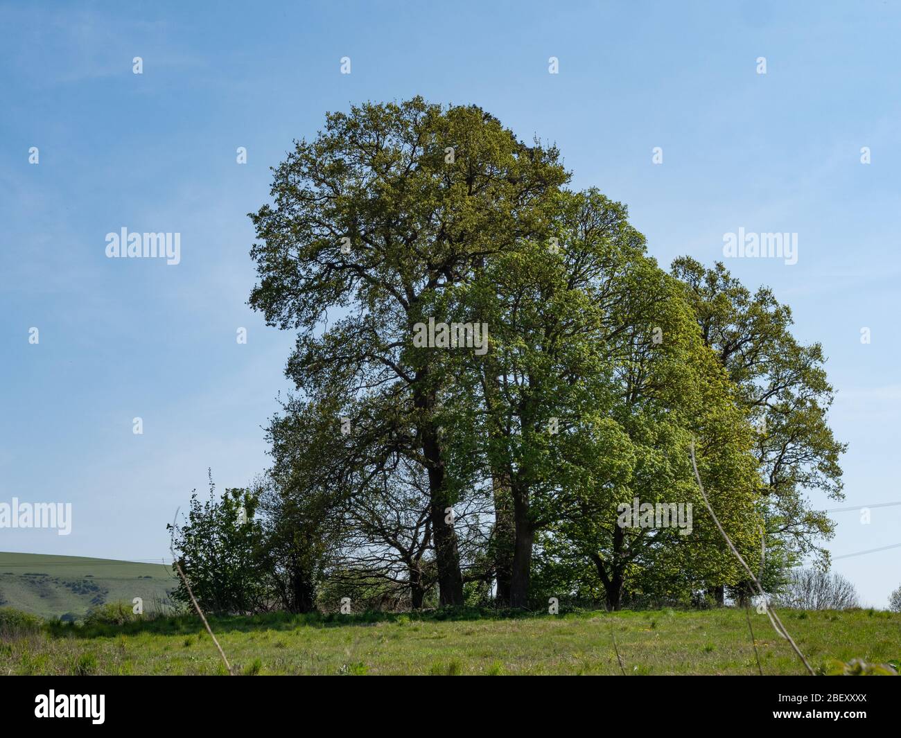 A copse of mature and immature broadleaved trees in a field near ...