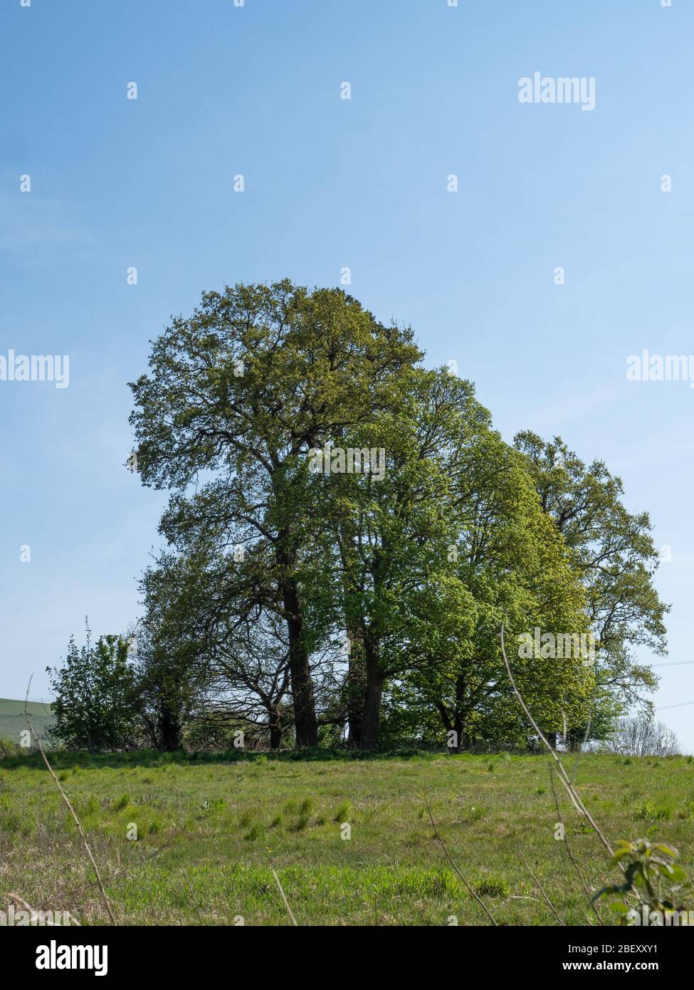 Field elm hi-res stock photography and images - Alamy