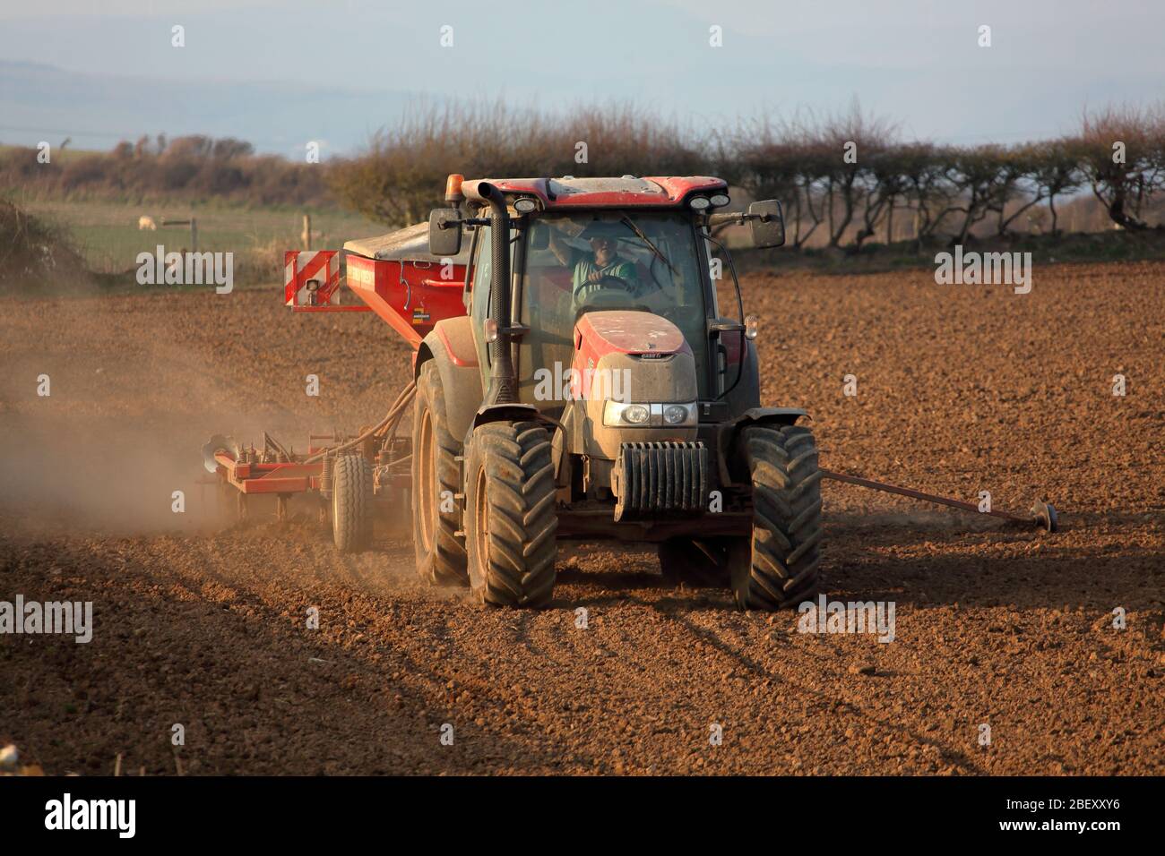 Early into the evening the farmer drives his tractor into the field ...