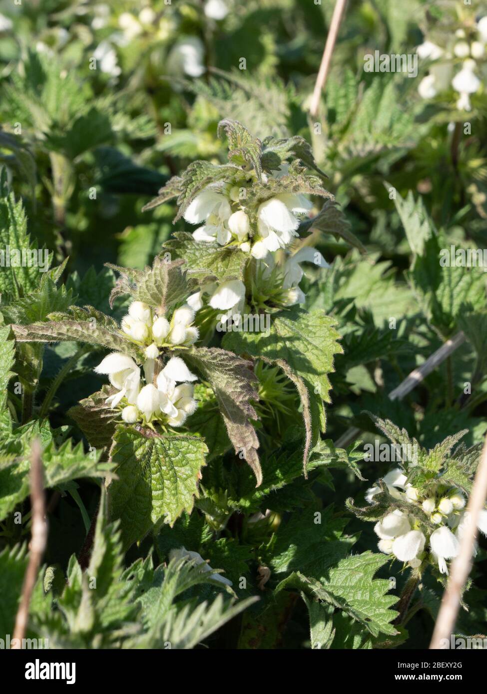 White deadnettle (Lamium album) in spring sunshine Stock Photo - Alamy