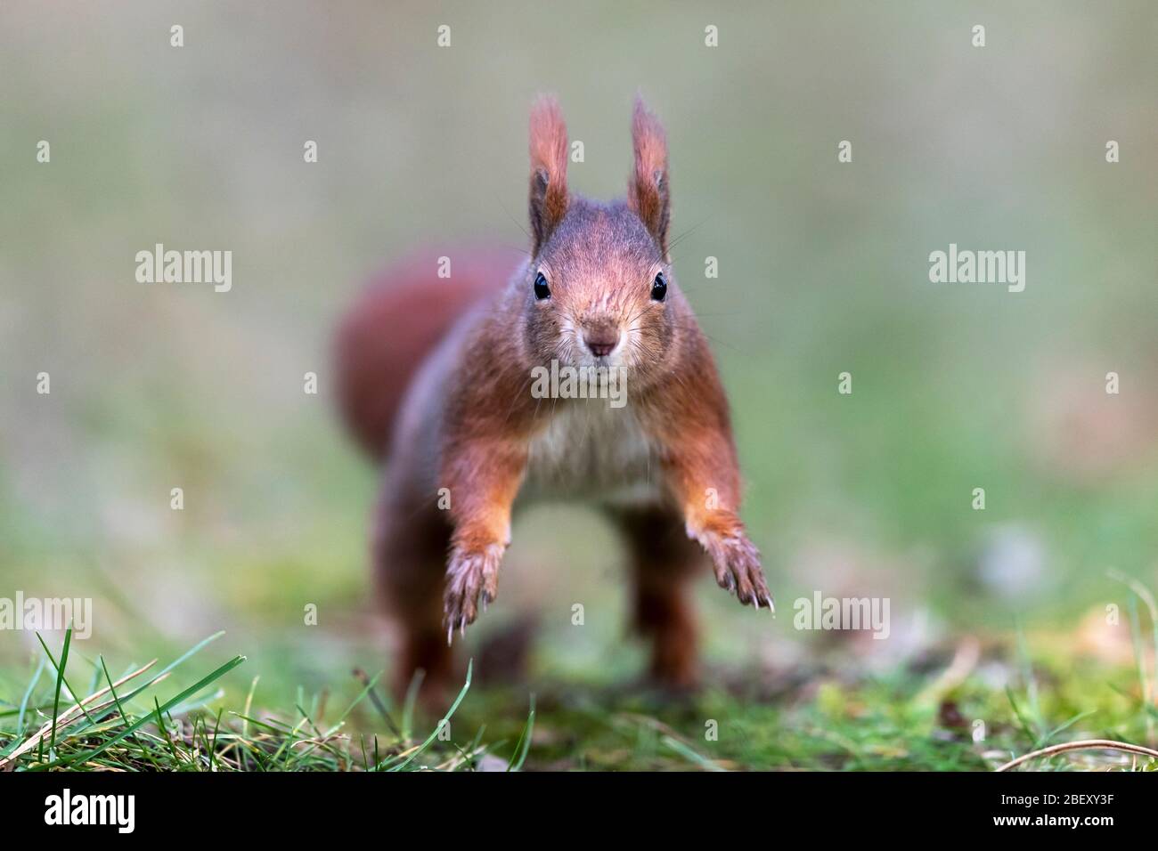 Red squirrel running to camera hi-res stock photography and images - Alamy