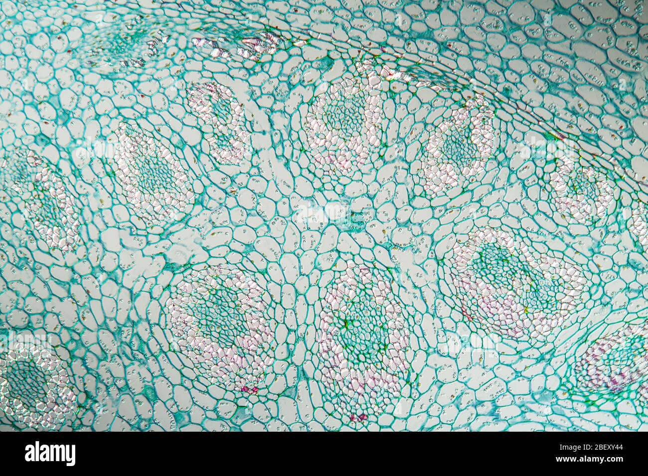 Lily of the valley with root, cross section 100x Stock Photo - Alamy