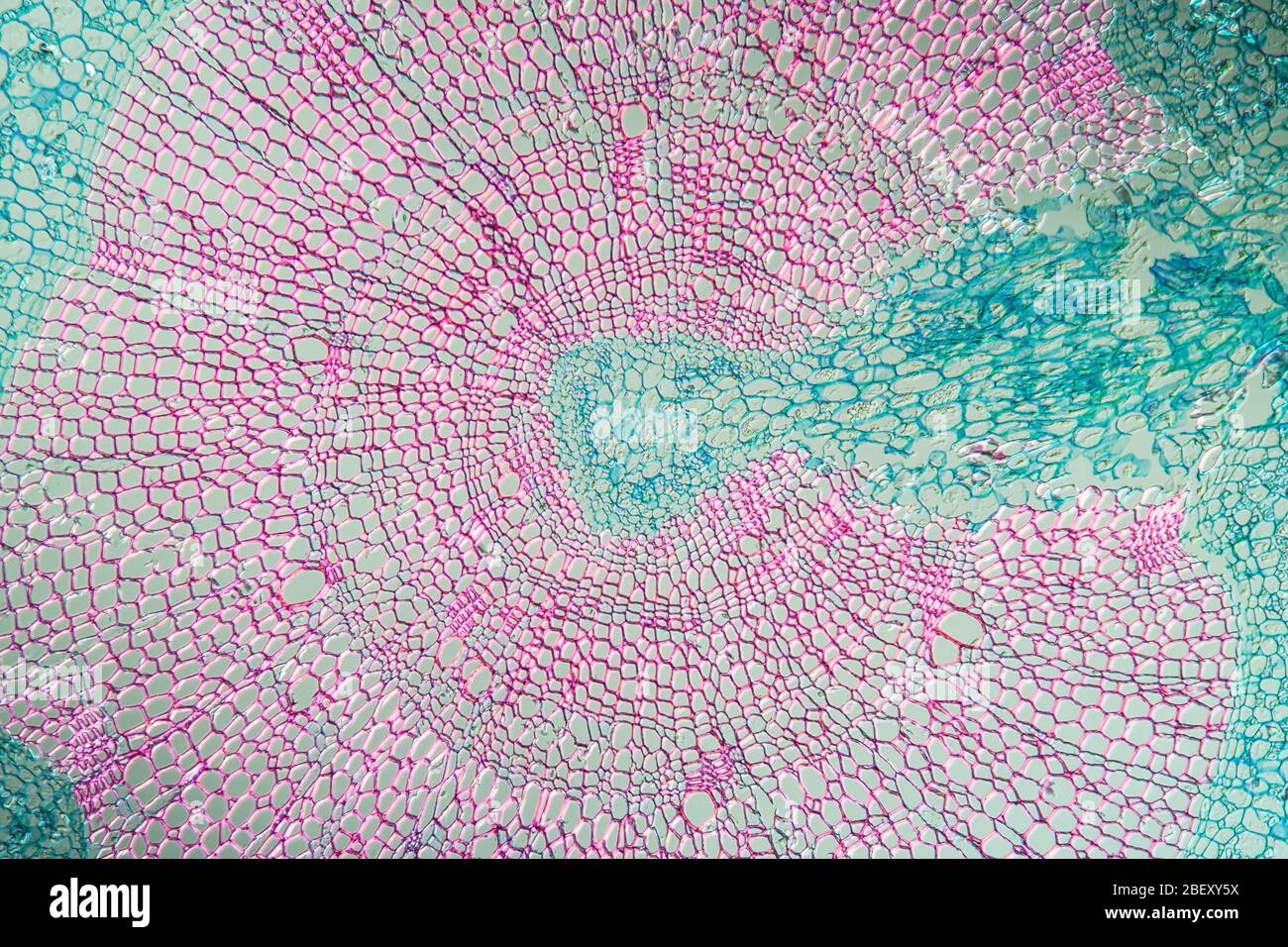 Silk cross section hi-res stock photography and images - Alamy