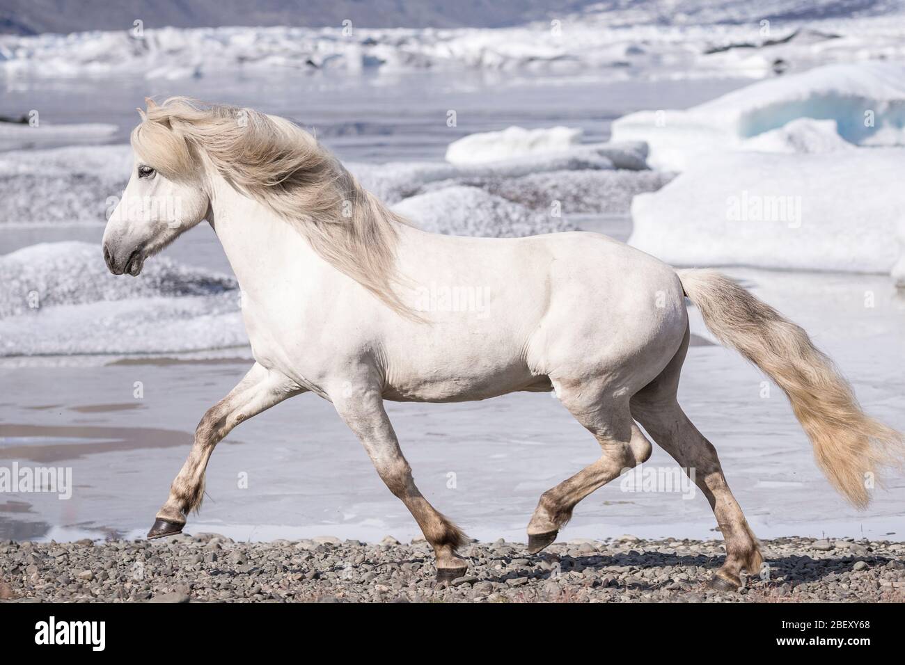 Icelandic Horse. Gray gelding trotting in front of glacier lake ...