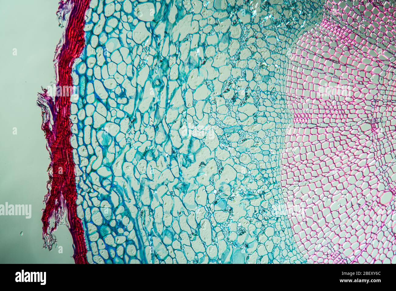 Root cross section hi-res stock photography and images - Alamy