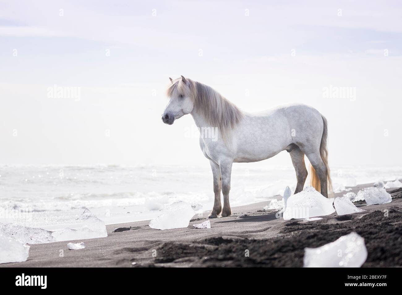 Icelandic Horse. Gray gelding standing on ice-covered black beach ...