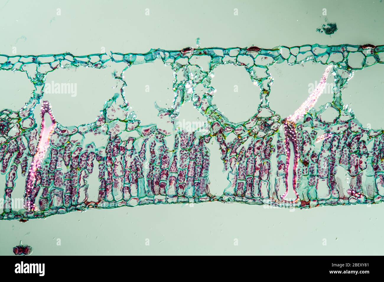 Water Lily Leaf Structure