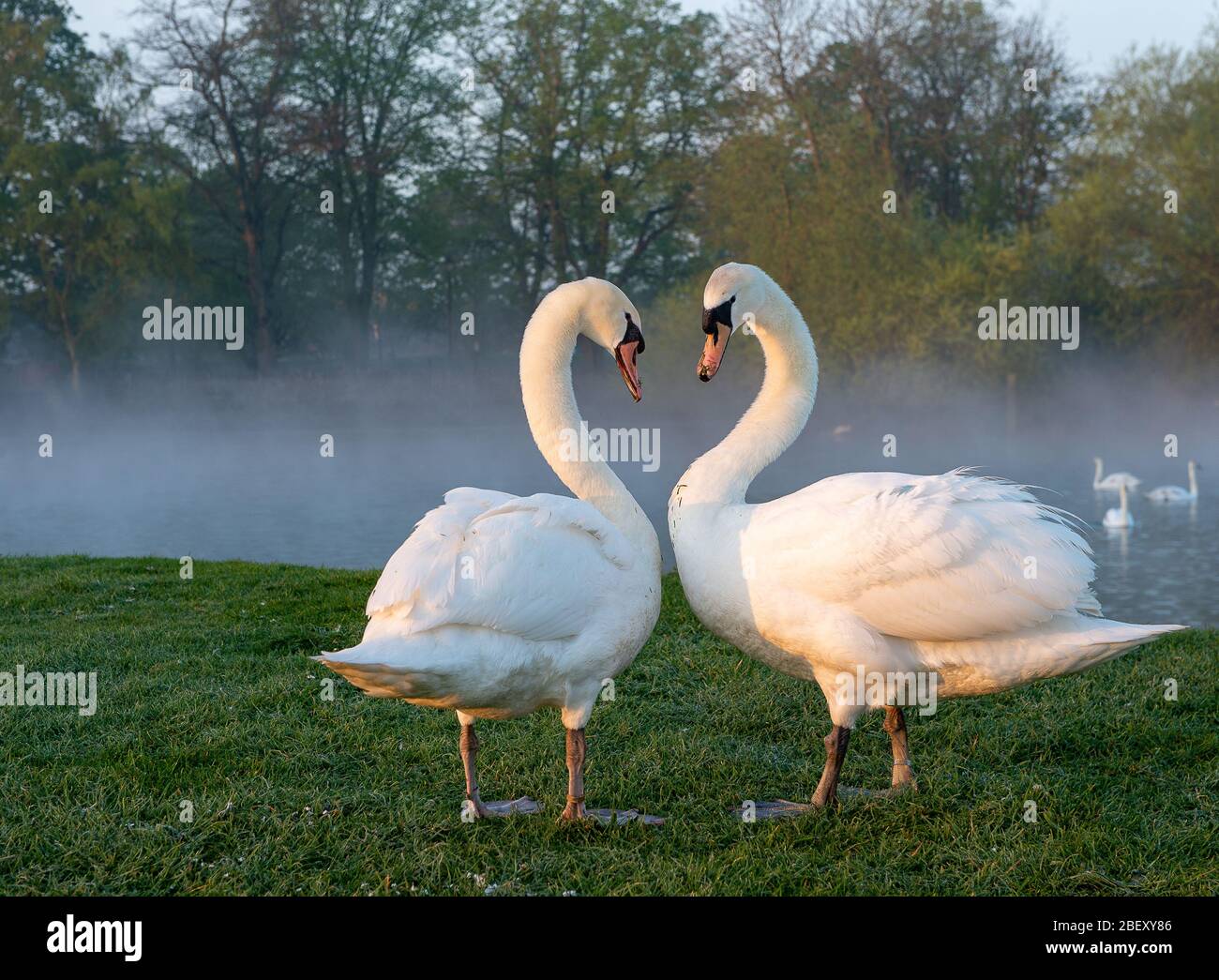 Swans, heart, thames hi-res stock photography and images - Alamy