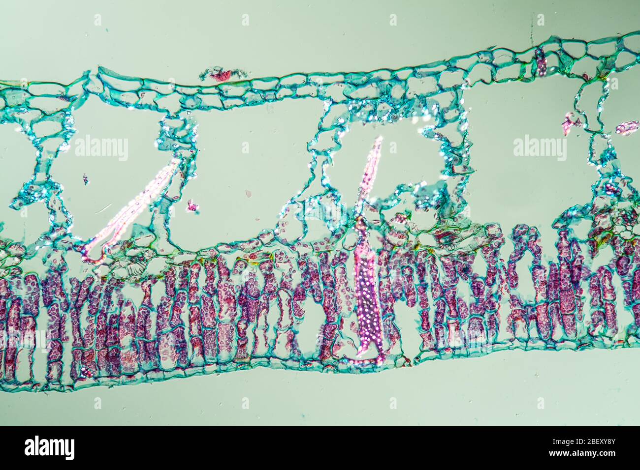 Cross section water lily leaf hi-res stock photography and images - Alamy