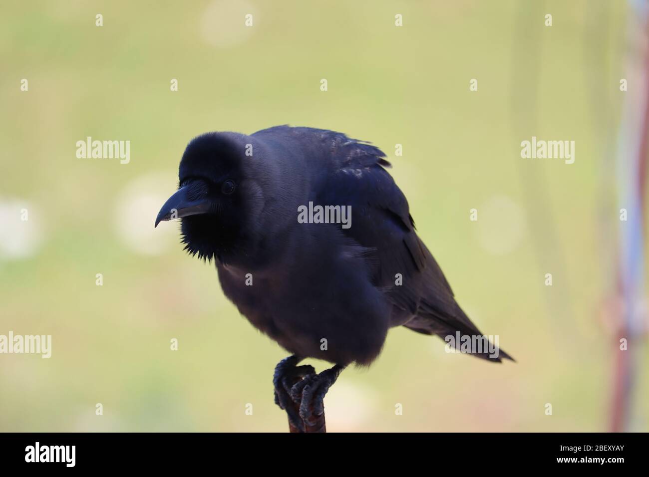 Himalayan crow hi-res stock photography and images - Alamy