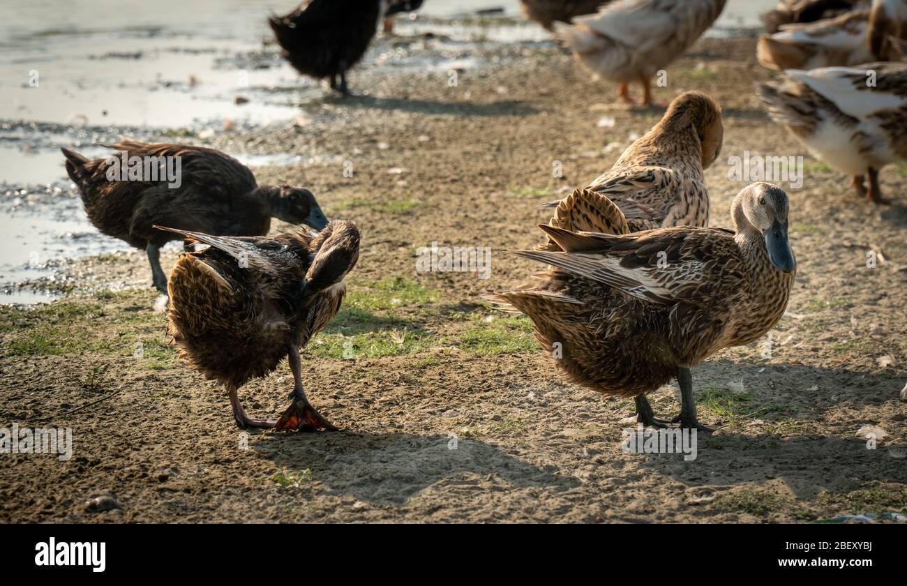 Wild ducks at Taung Tha Man Lake, near U-Bein famous teak long bridge ...
