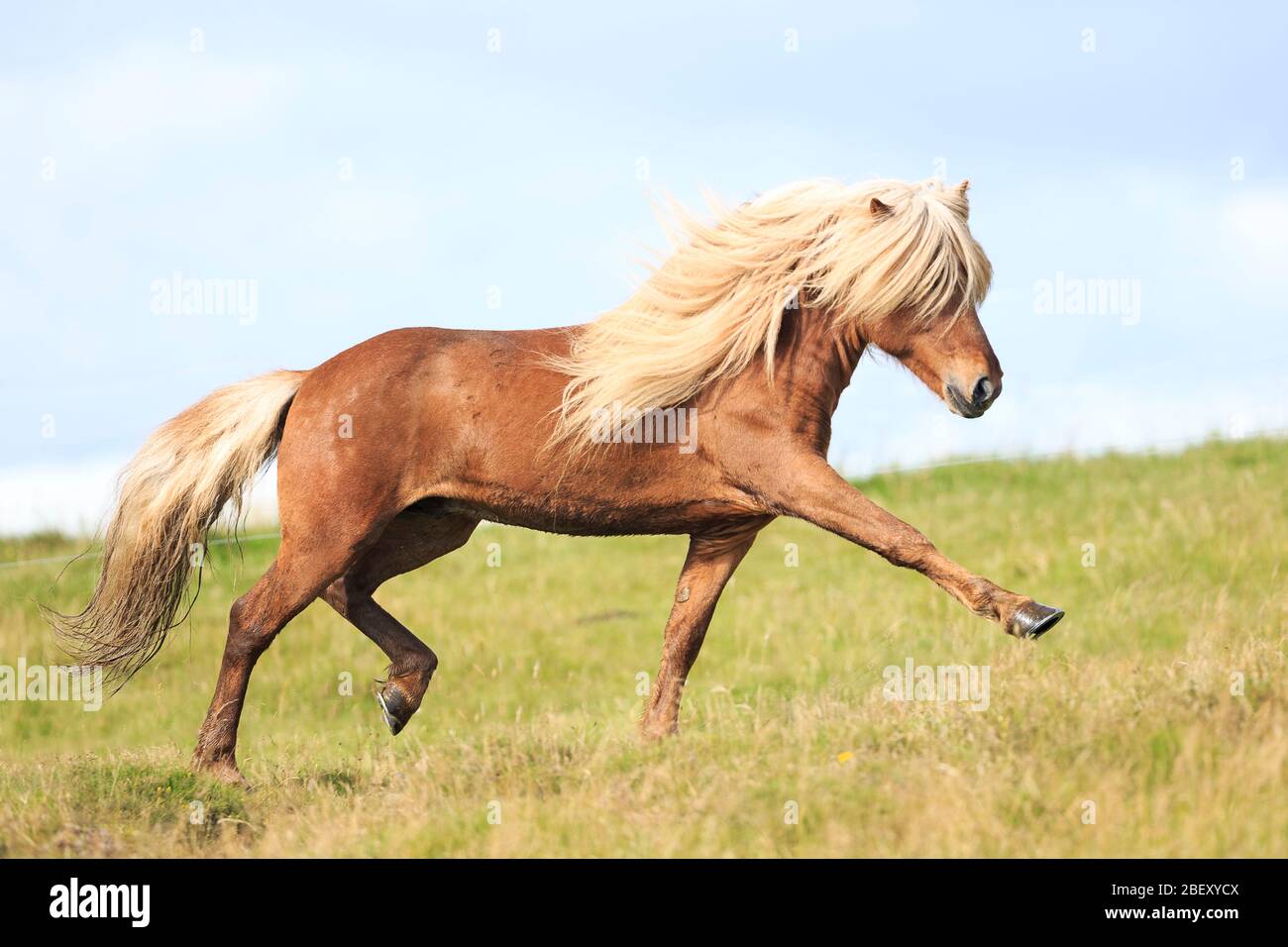 Icelandic Horse. Chestnut stallion performing an extended trot on grass ...