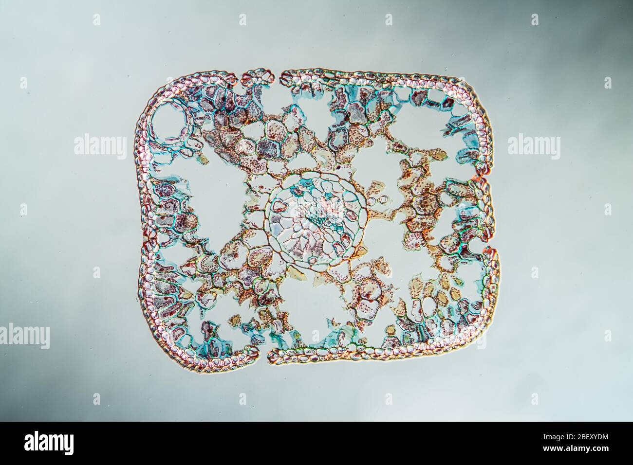 Blue spruce needle in cross section 100x Stock Photo - Alamy