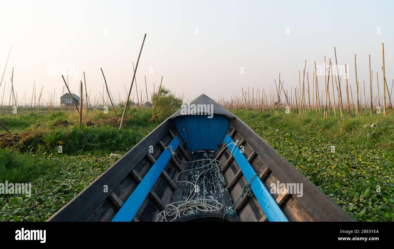 Freshwater fish of myanmar hi-res stock photography and images - Alamy