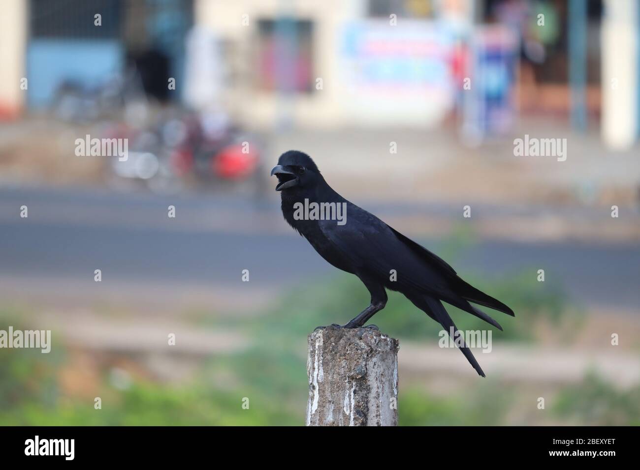 Raven on pole hi-res stock photography and images - Alamy