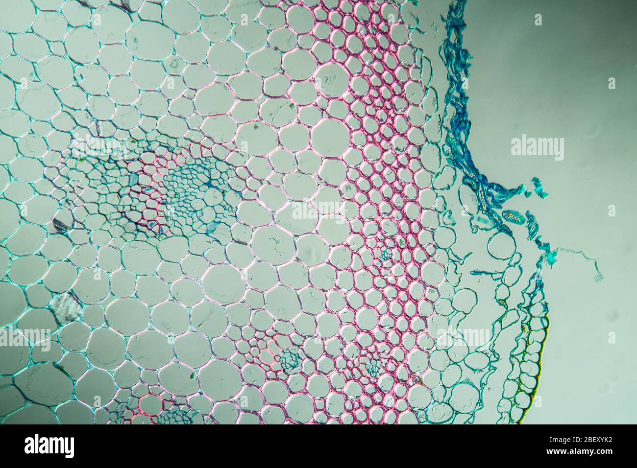Cross section of lily with stem 100x Stock Photo - Alamy