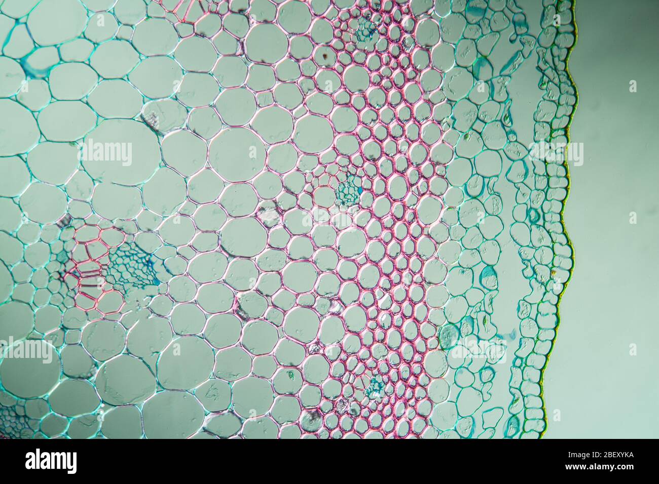 Cross section of lily with stem 100x Stock Photo - Alamy
