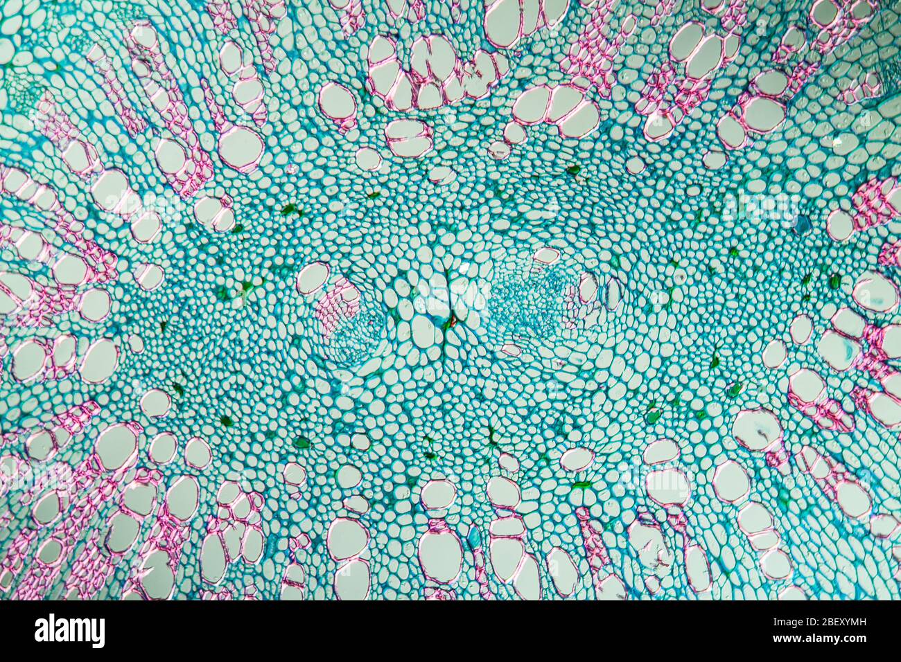 Kidney bean petiole cross section 100x Stock Photo - Alamy