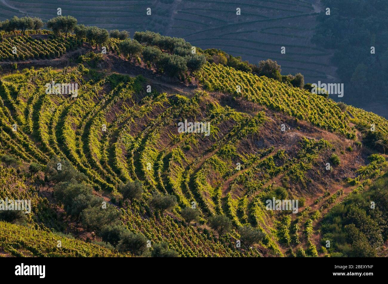 Unesco landscape of the Douro valley with its vineyards, Portugal Stock ...