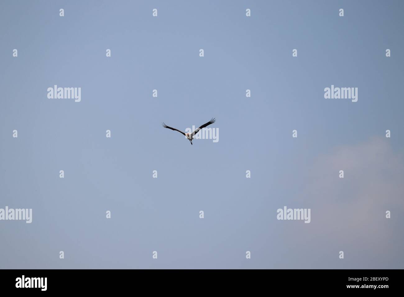 Closeup view flying young hi-res stock photography and images - Alamy