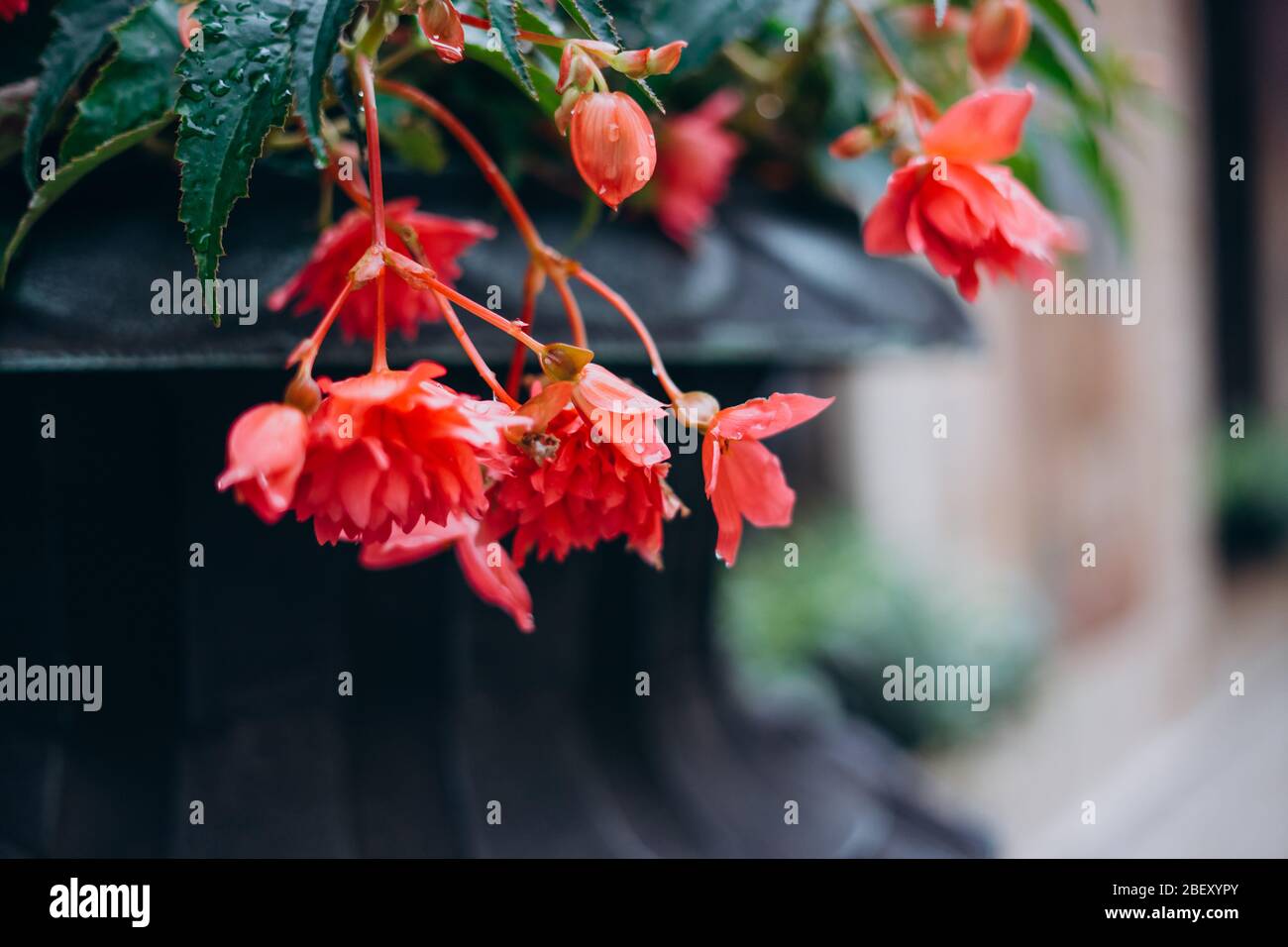 Floral street view hi-res stock photography and images - Alamy