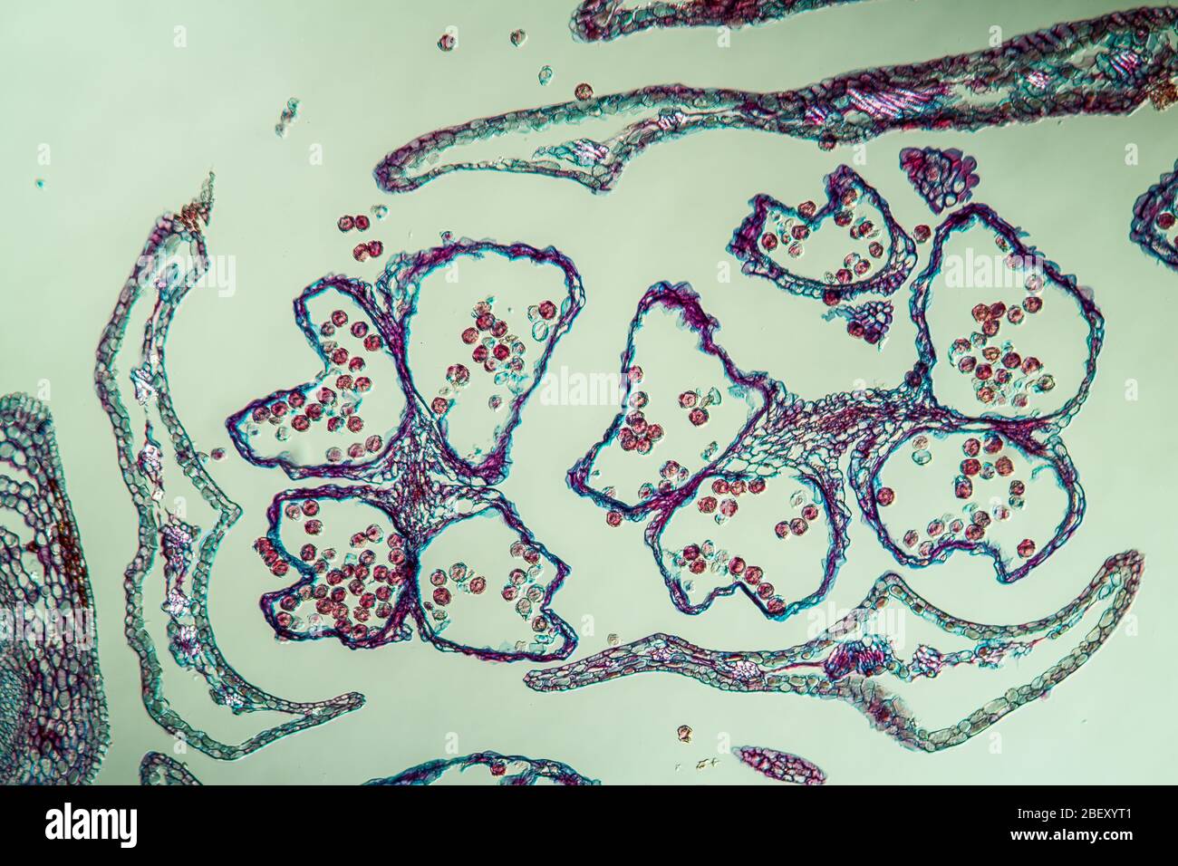 Alder kittens in cross section 100x Stock Photo - Alamy
