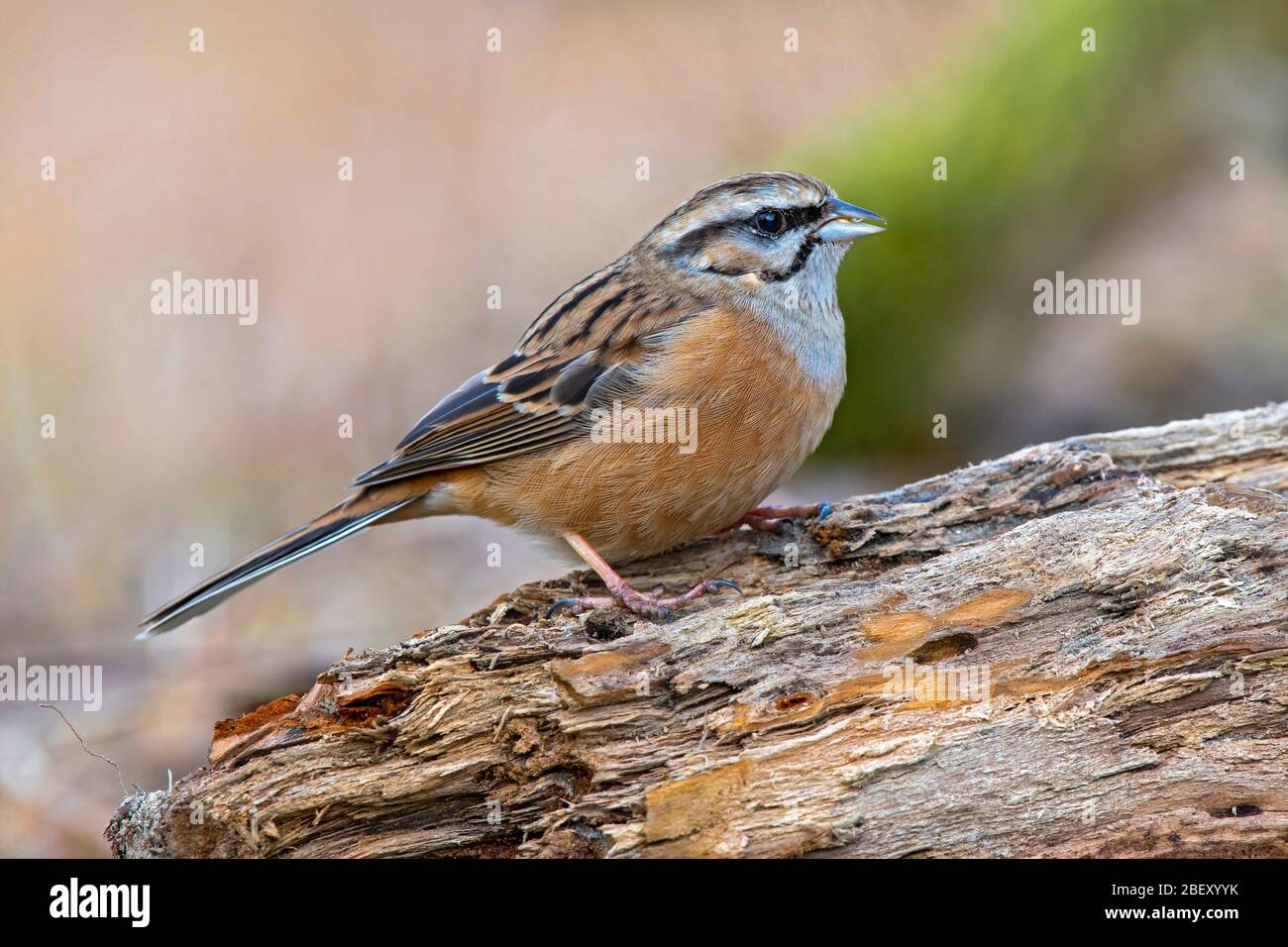 Rock Bunting (Emberiza cia). Adult standing on rotten wood. Austria ...