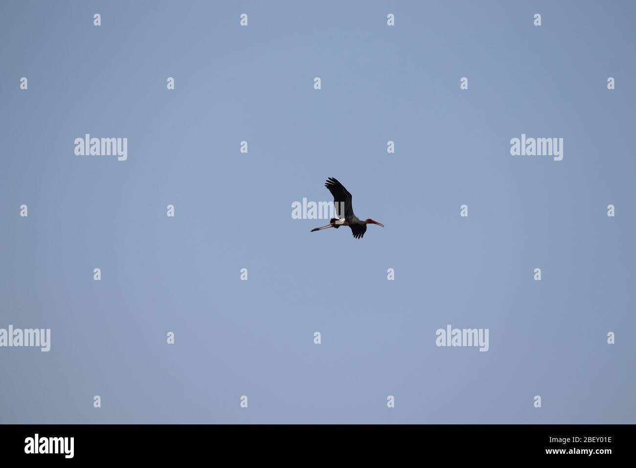 side view of single mid-age Painted Stork bird flying against blue sky ...