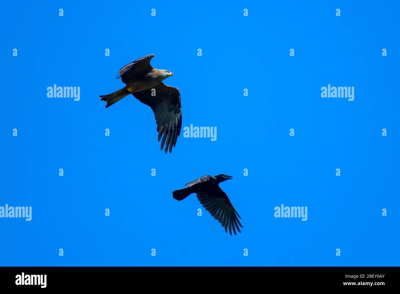 Black Kite (Milvus migrans) and Common Raven (Corvus corax) in flight ...