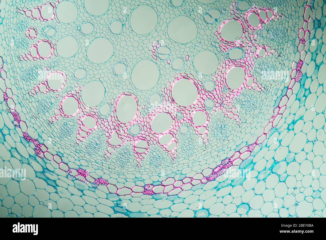 Philodendron aerial root in cross section 100x Stock Photo - Alamy