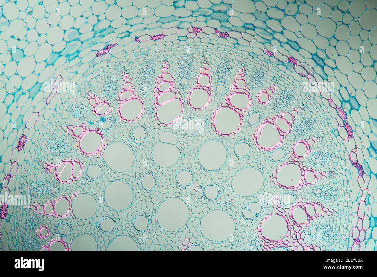 Philodendron aerial root in cross section 100x Stock Photo - Alamy