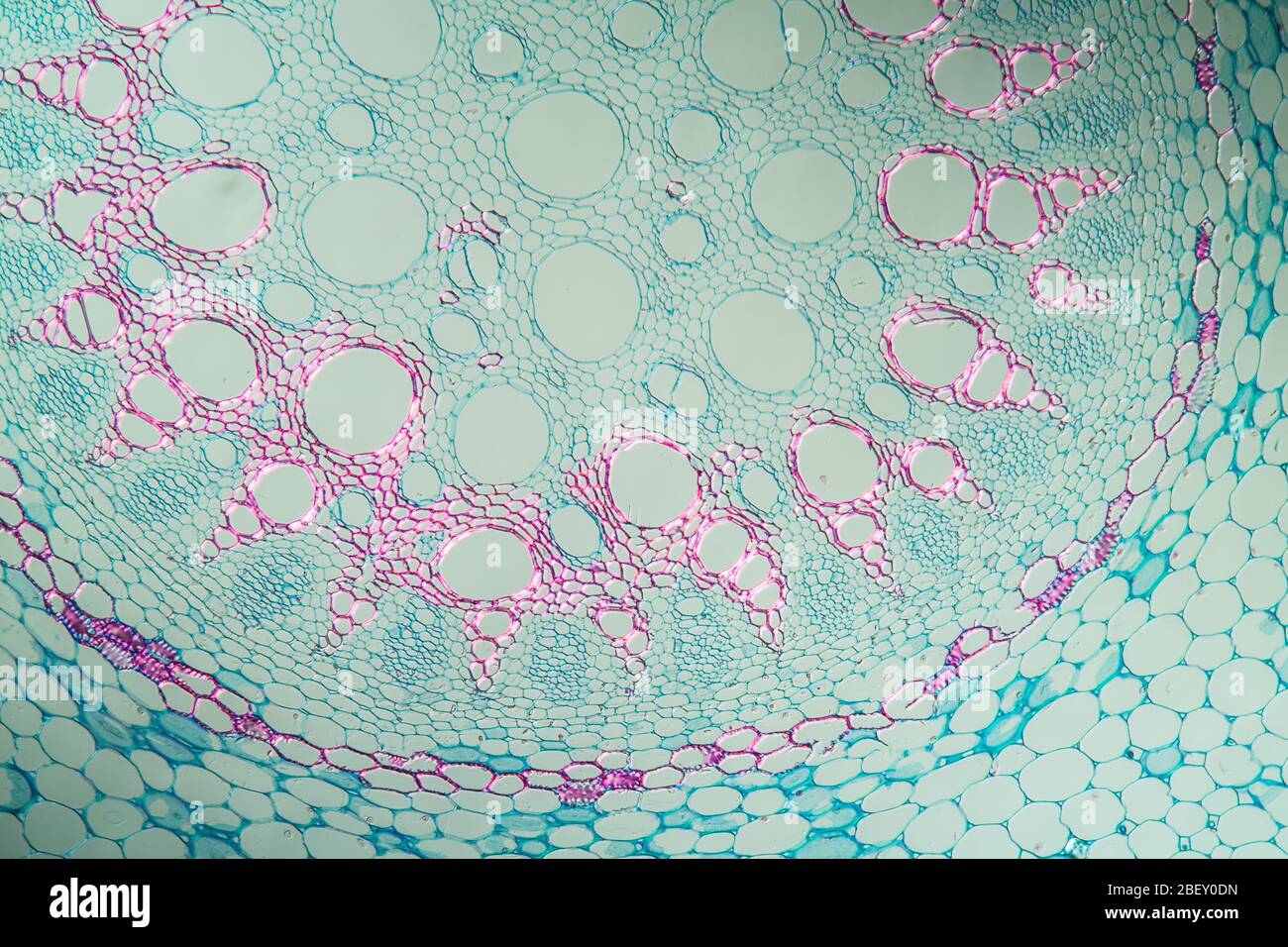 Philodendron aerial root in cross section 100x Stock Photo - Alamy