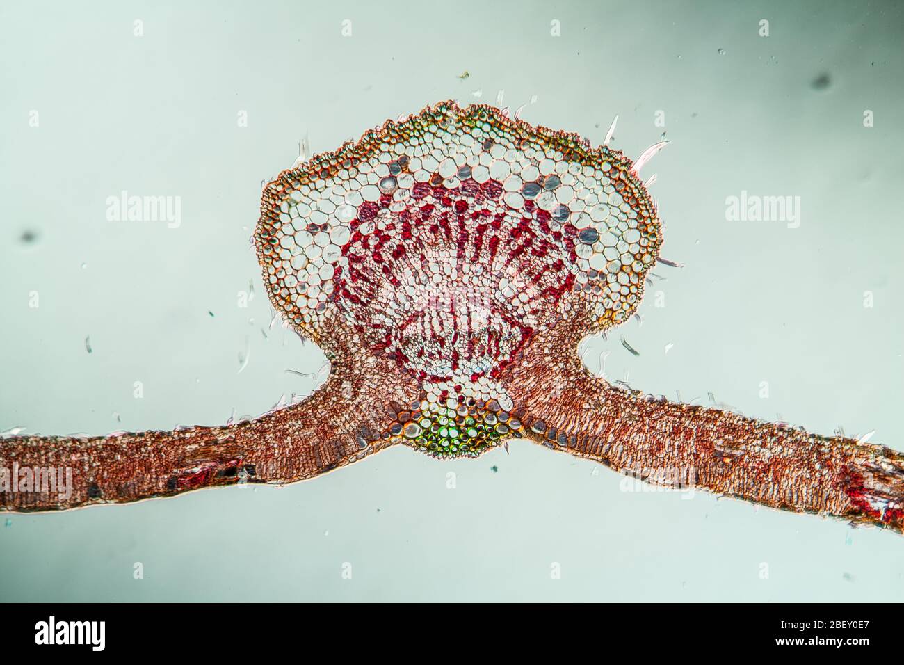 Weeping willow leaf in cross section 100x Stock Photo - Alamy