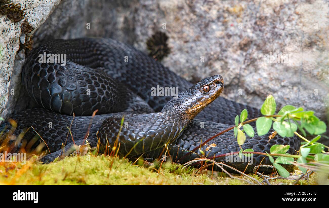 Black Adder, Common Viper, Common European Viper (Vipera berus), in ...