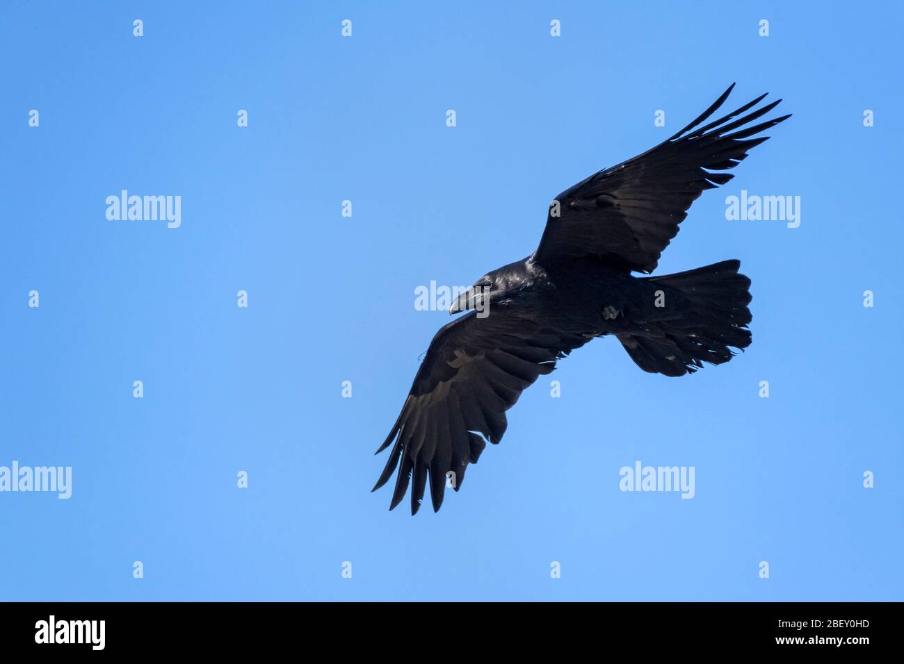 Common raven corvus corax in flight hi-res stock photography and images ...