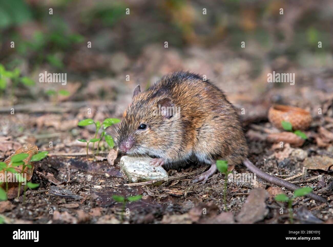 Striped Field Mouse (Apodemus agrarius) eating a beetle. Austria Stock ...
