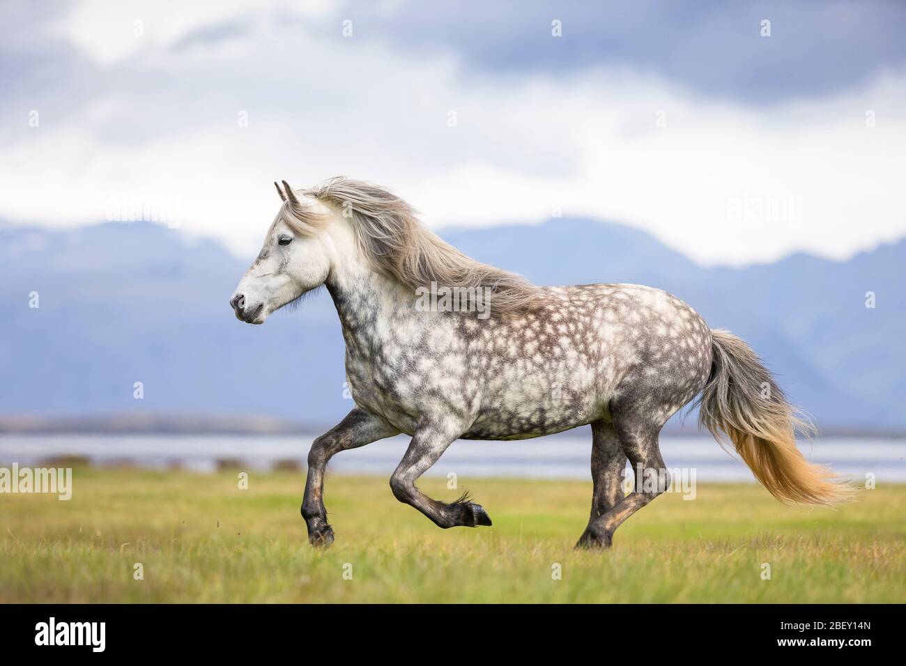 Icelandic Horse. Gray mare galloping on a meadow near the coast ...