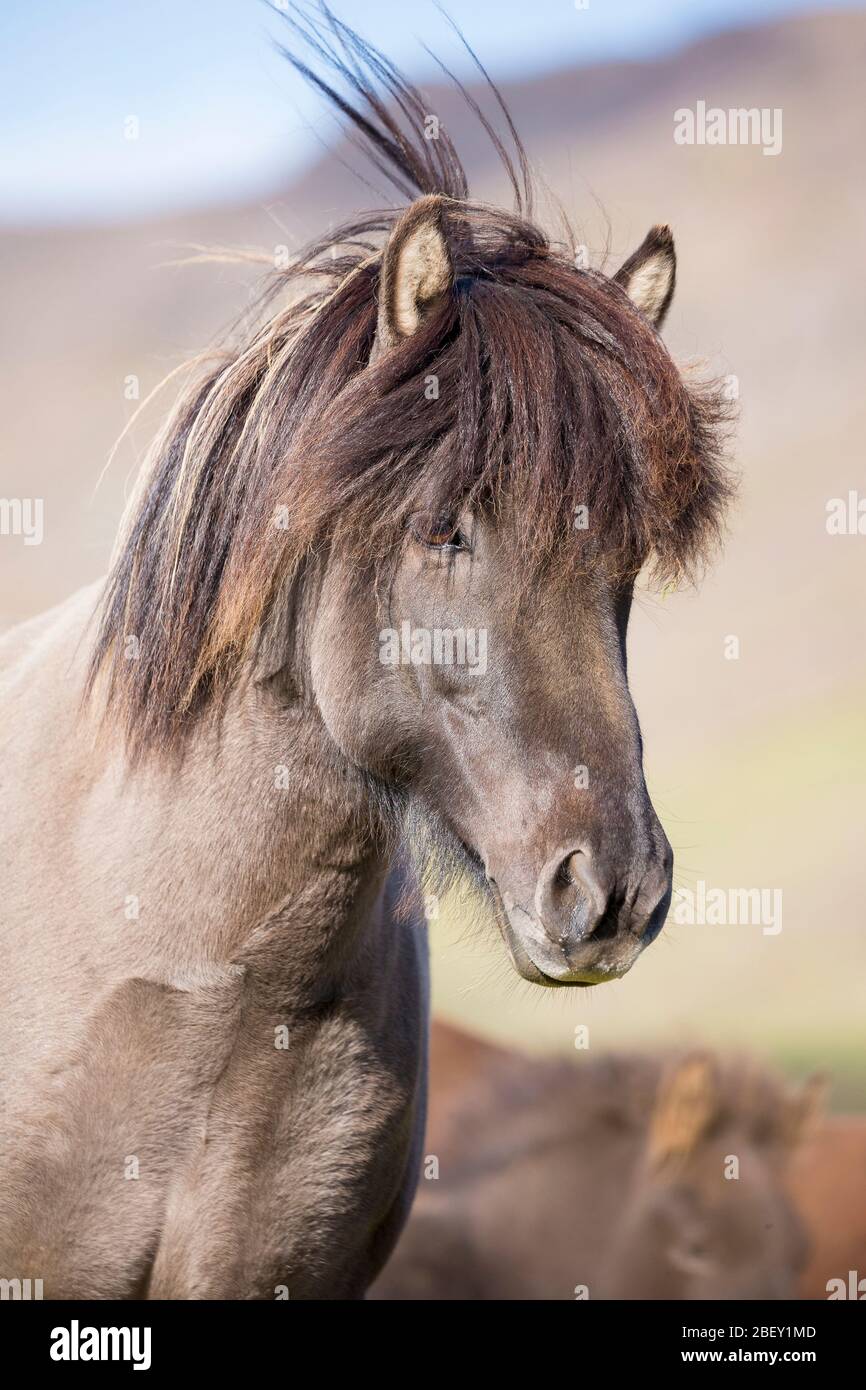 Icelandic Horse. Portrait of dun mare with mane flowing. Iceland Stock ...