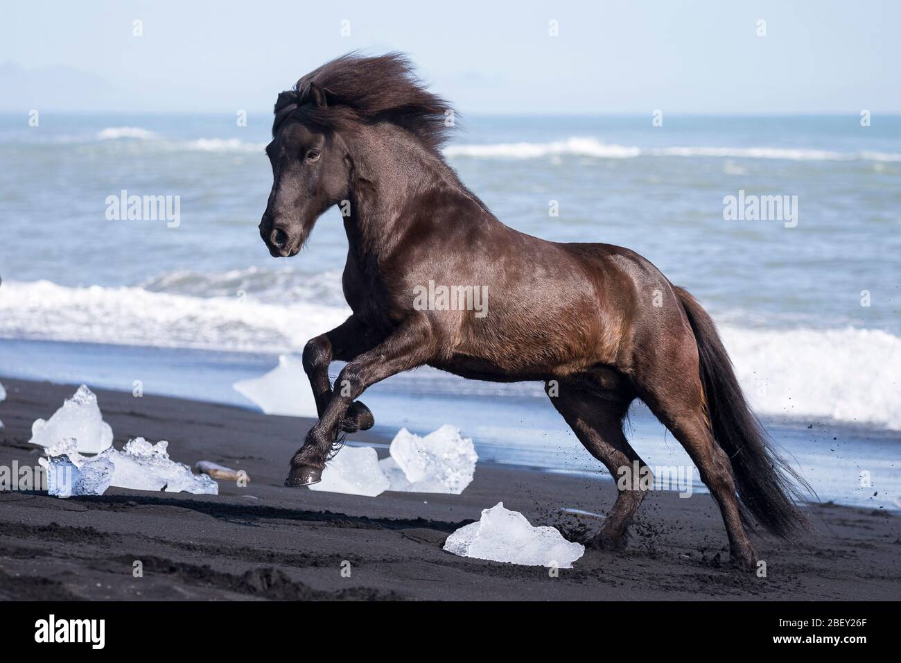 Icelandic Horse. Black gelding galloping on ice-covered black beach ...