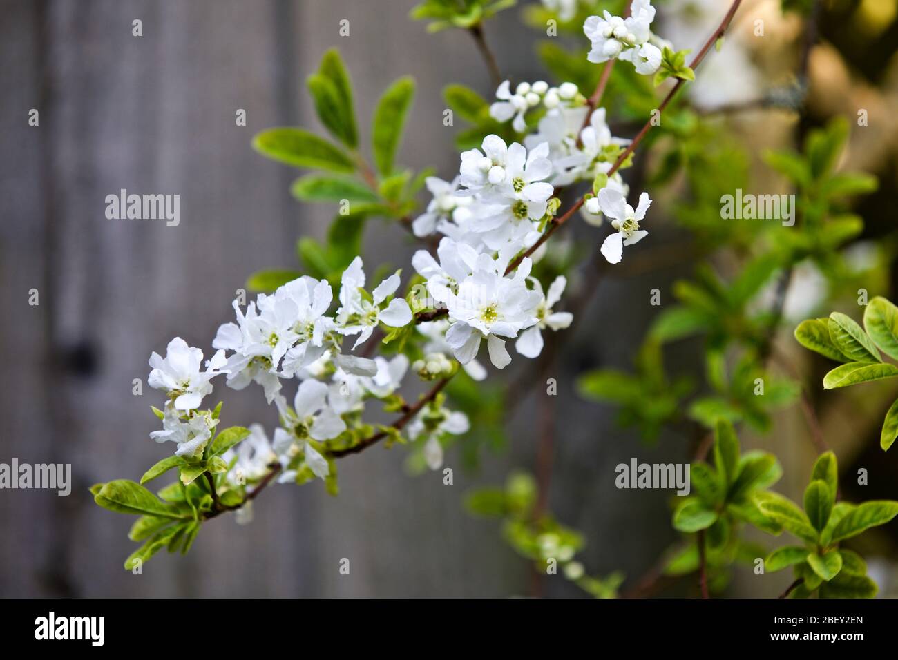 Exochorda x macrantha 'The Bride' pearl bush Stock Photo - Alamy