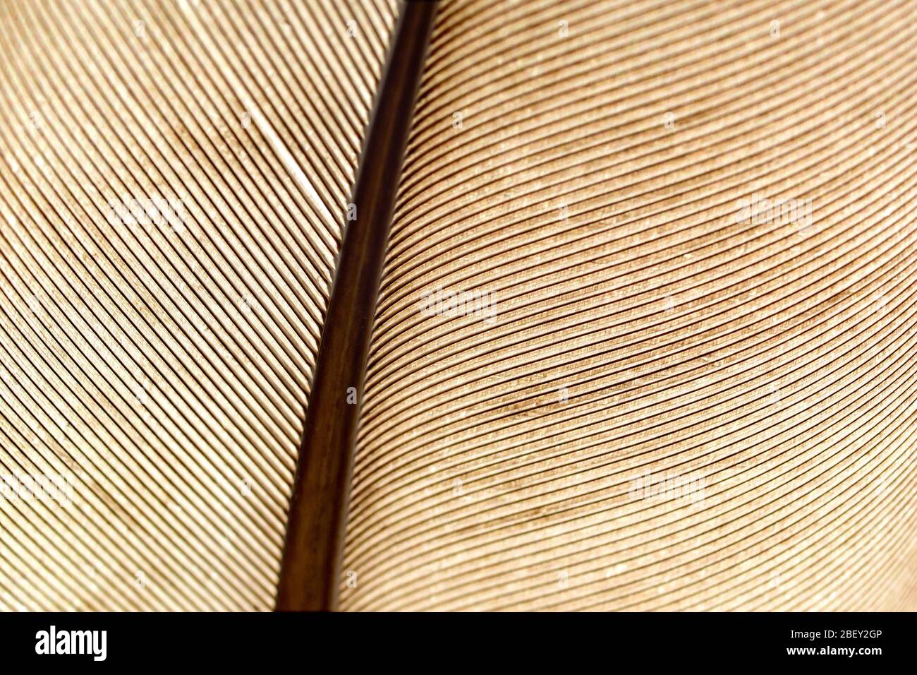 Close up abstract pattern of a backlit feather, showing detail in its ...