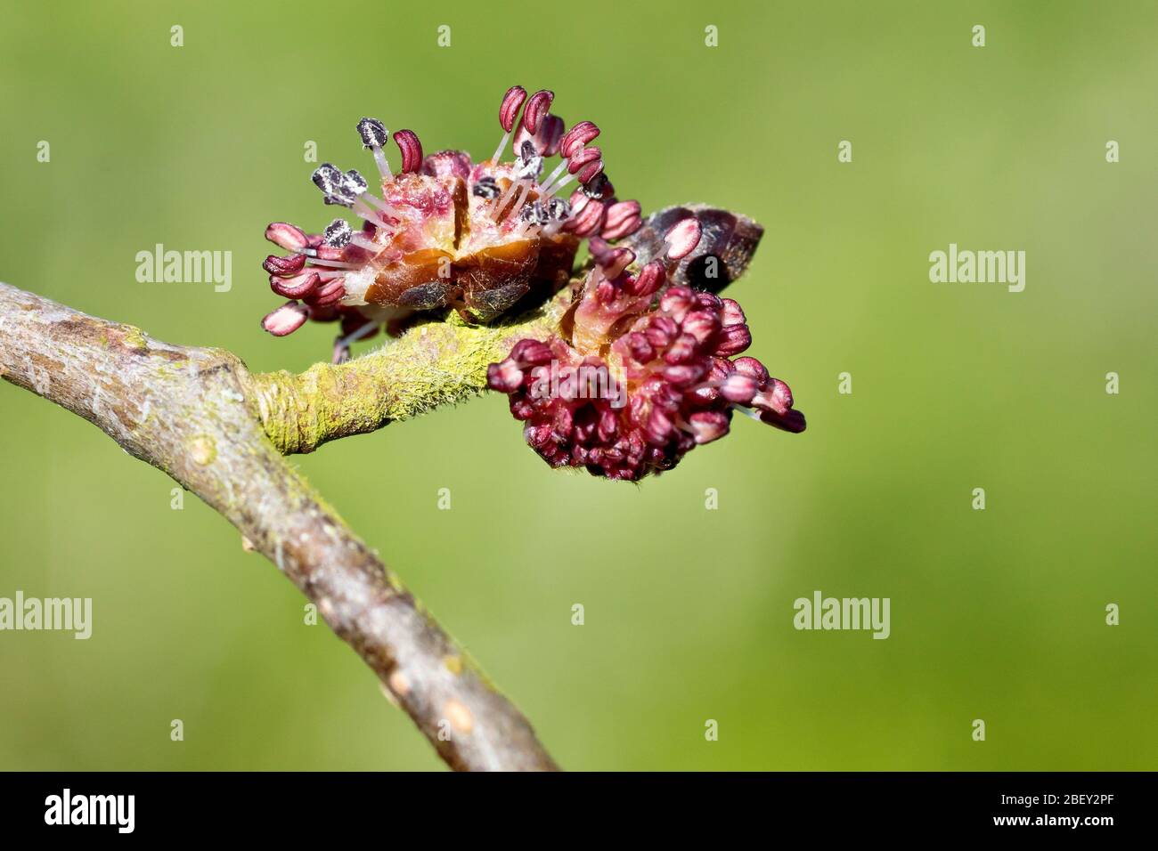 Wych Elm (ulmus glabra), close up of the flowers bursting into bloom on ...
