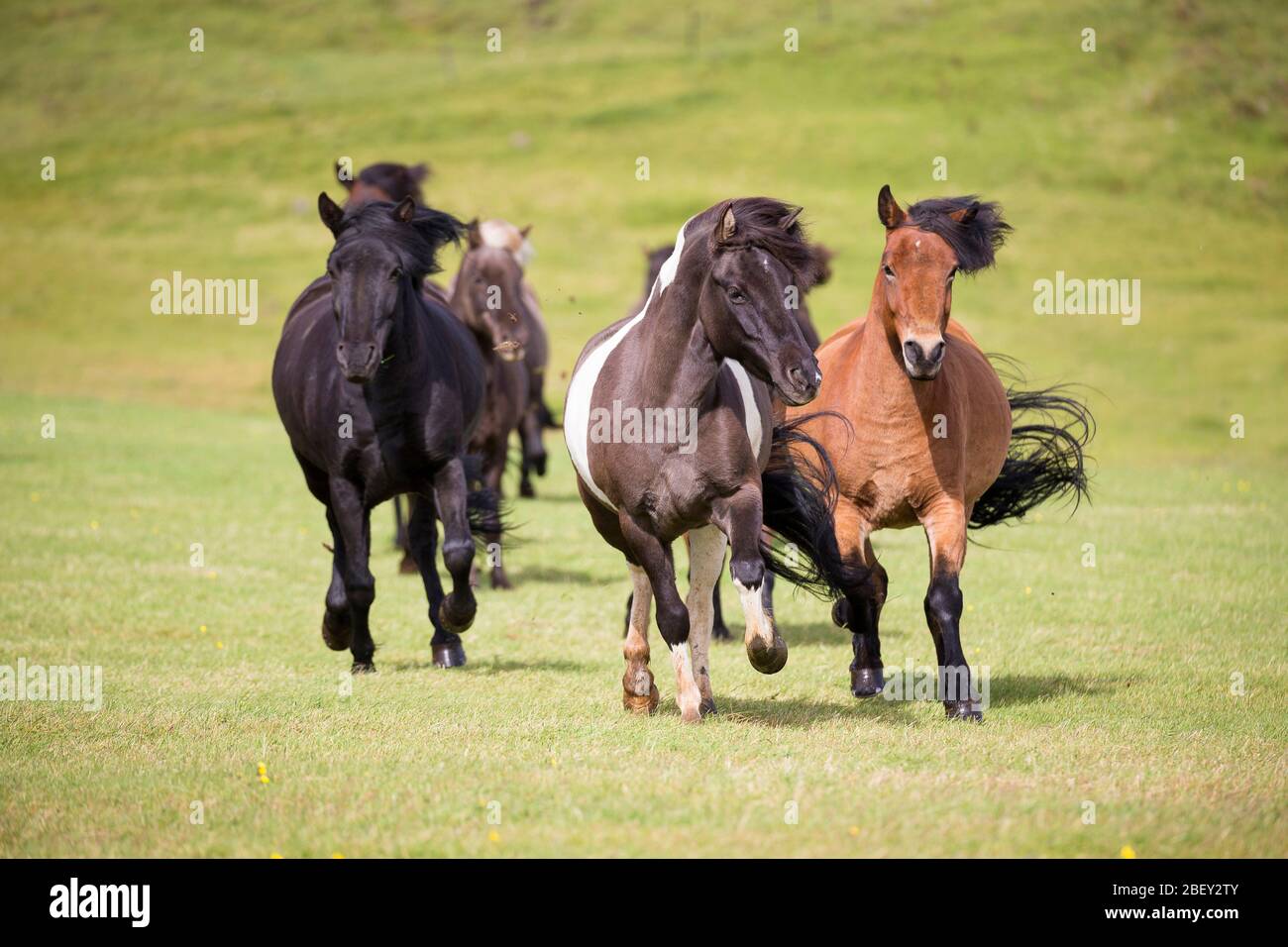 Icelandic Horse. Herd galloping on a meadow. Iceland Stock Photo - Alamy
